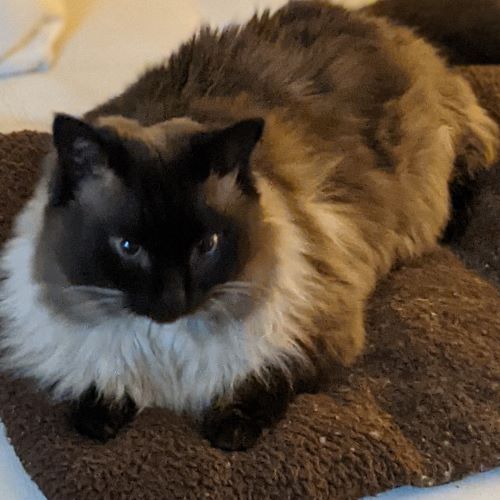 The Balinese Cat Breed | Exploring Balinese Cats The Balinese Cat Breed | Exploring Balinese Cats