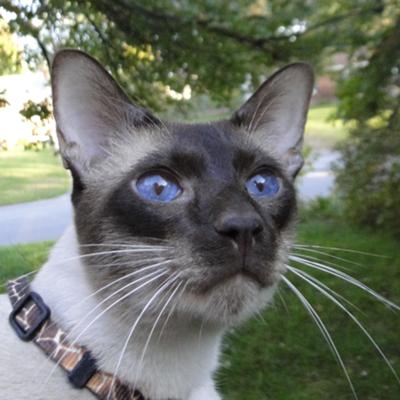 Dynasty Siam Old Style Siamese Cattery