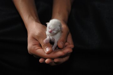 Kitten Development | Growth Stages from Newborn to Three Months