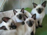 Siamese Cat Breeders in the United States